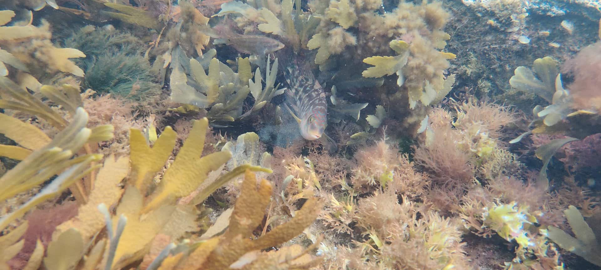 Scottish salmon farming continues to expand despite failing to address ...